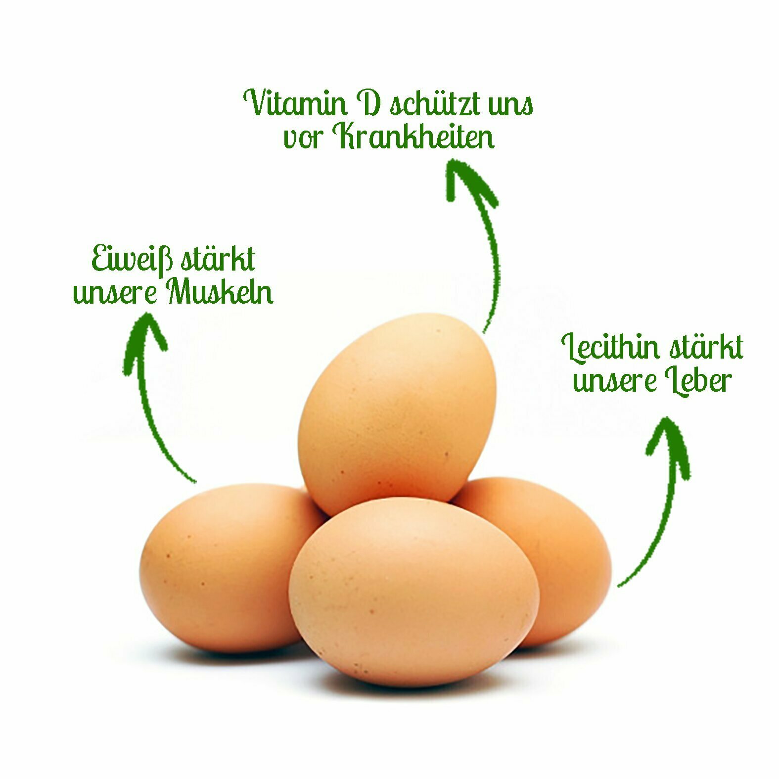 Rund ums Ei - Hörmann Eier